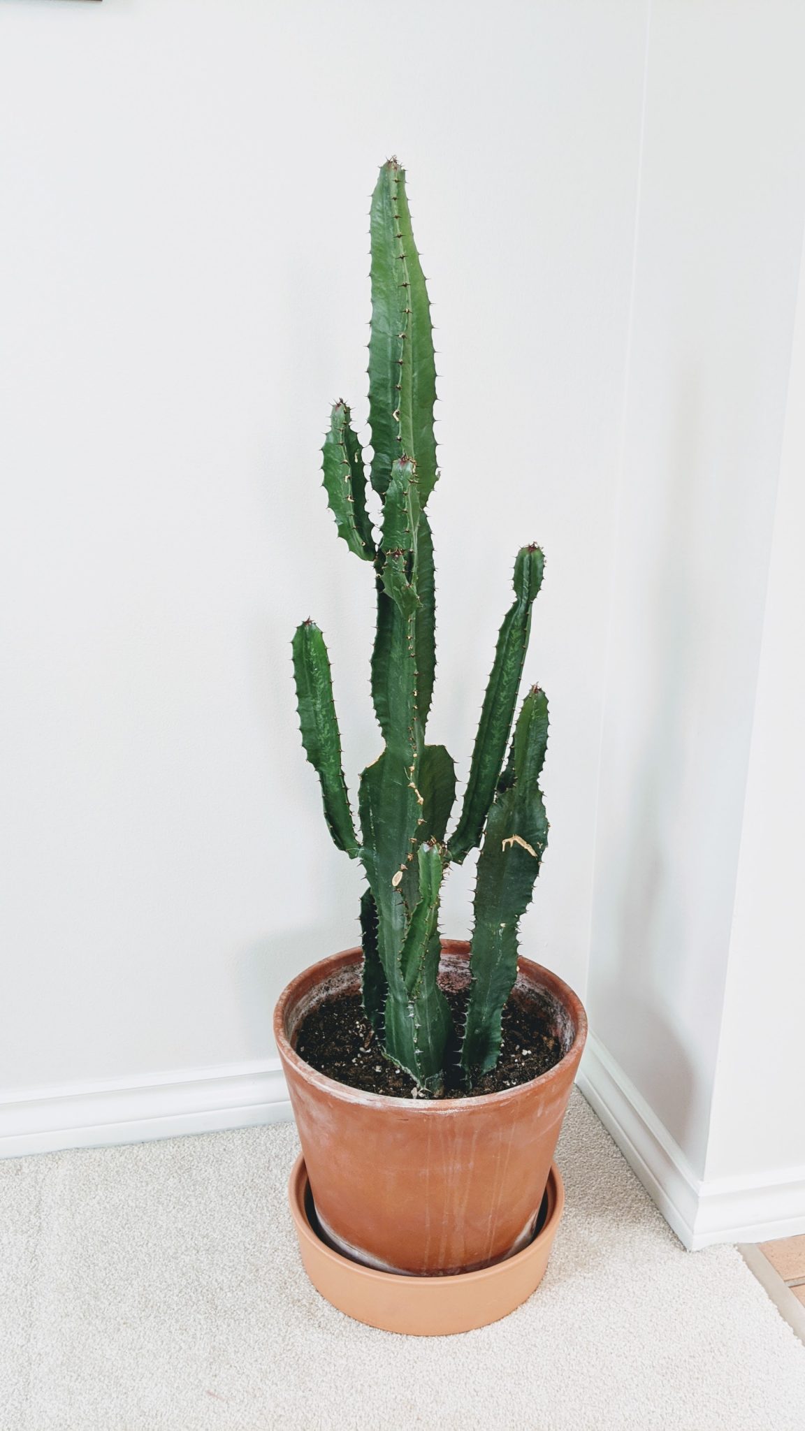 African Milk Tree Care: How to Care for Your Euphorbia Trigona - Potted ...
