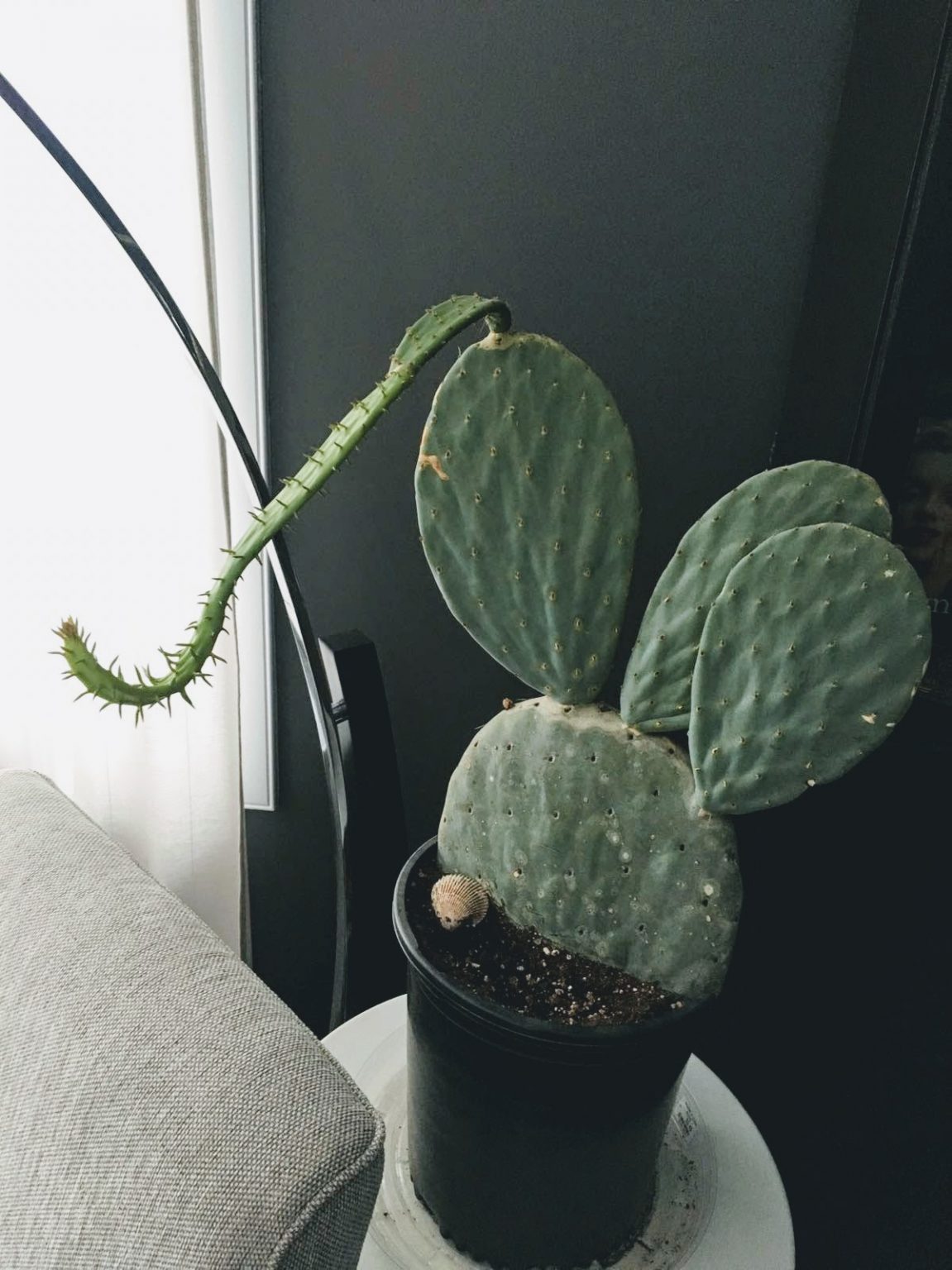 53 Cute Names for a Cactus Based on Pop Culture Characters
