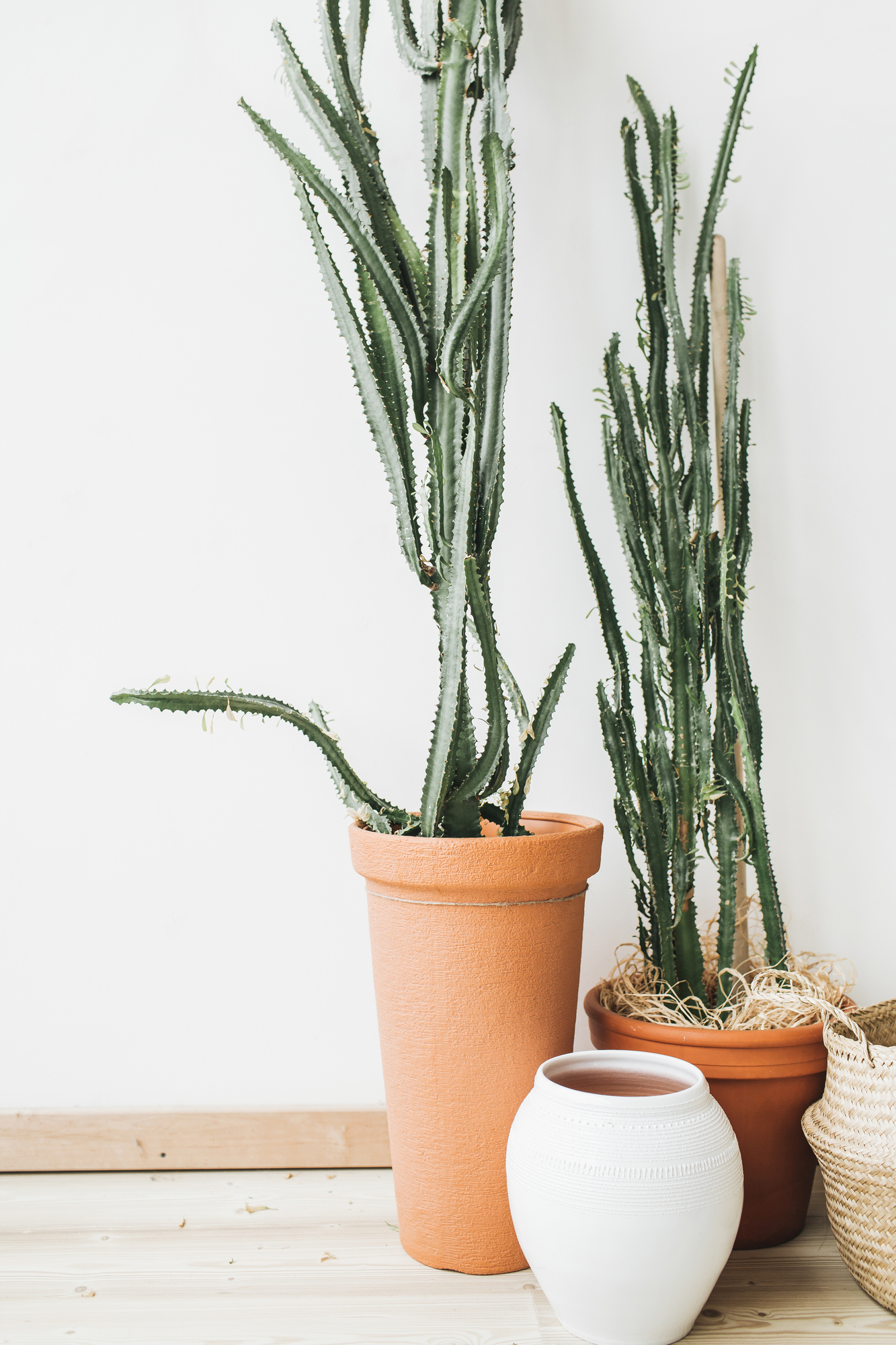 African Milk Tree Care: How to Care for Your Euphorbia Trigona - Potted ...