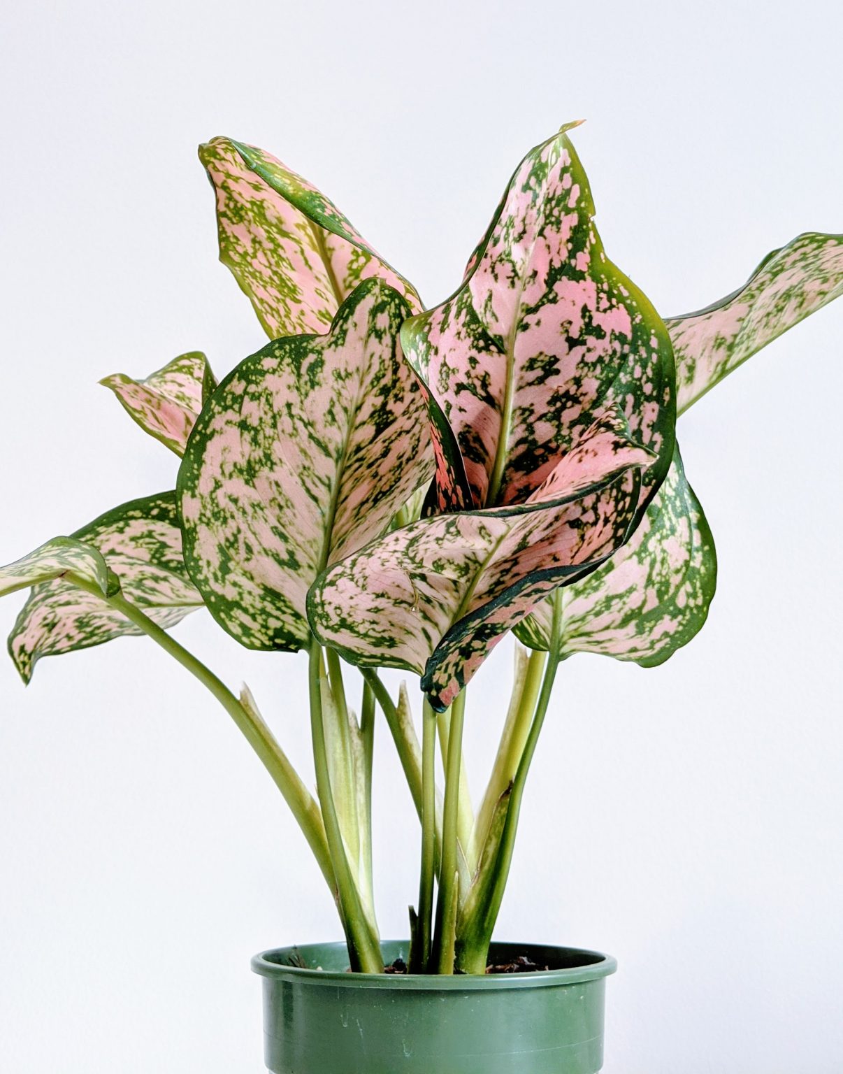 The Best Pink House Plants for Brilliant Blush Vibes - Potted Pixie