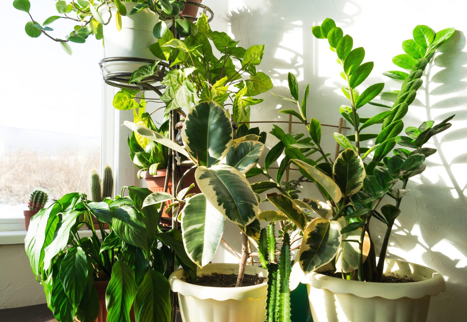 Indoor Plant Care for Beginners: 15 Fail-Proof Tips for Success