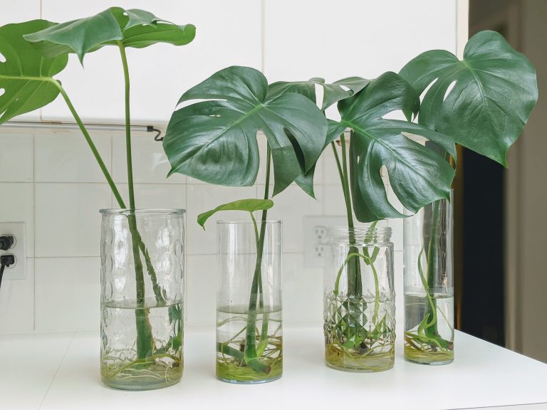 How to Propagate a Monstera in Water in 5 Easy Steps (+ tips for success)