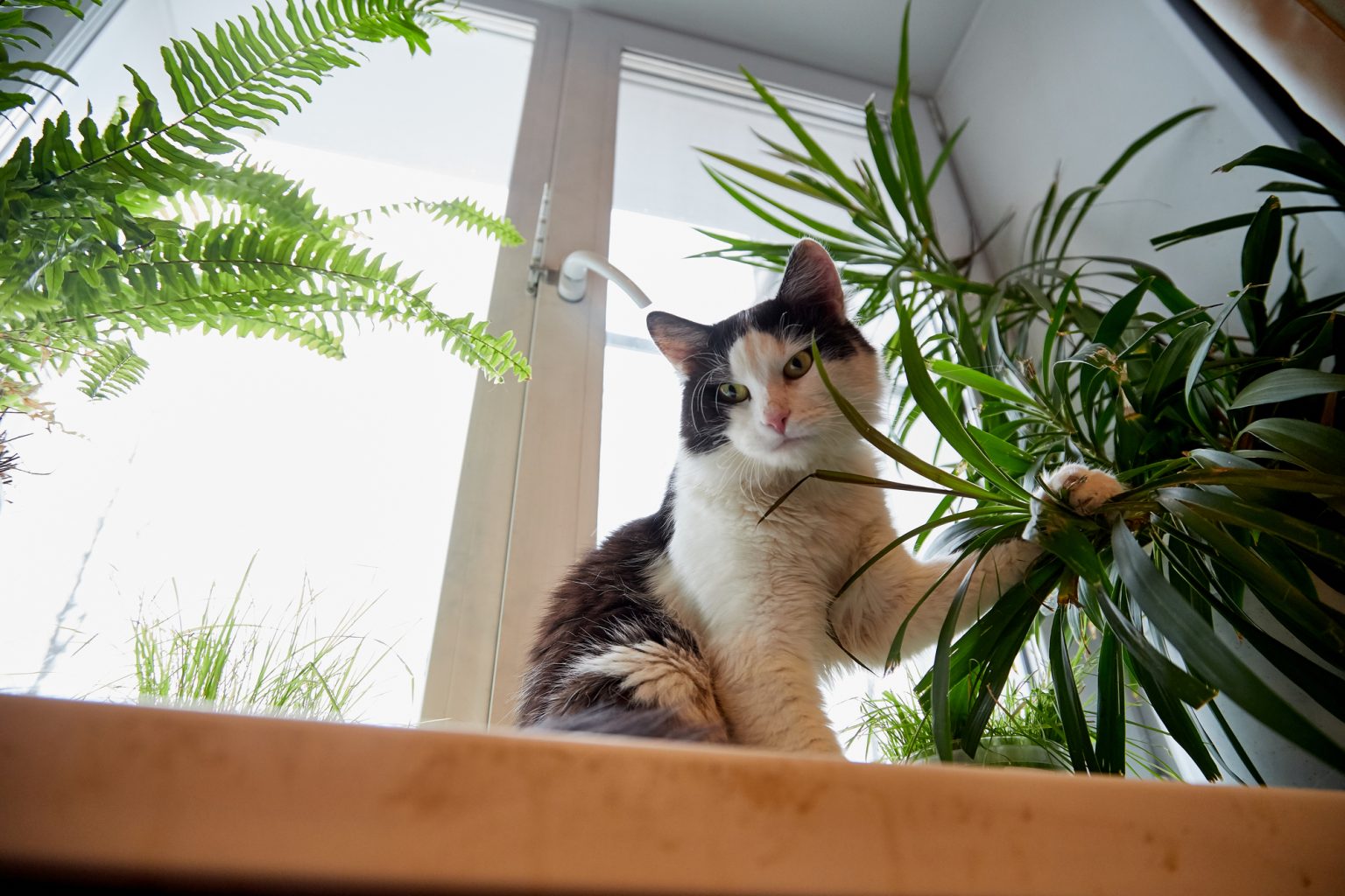 The Ultimate Guide to Keeping Cats Away From Houseplants: 16 Methods