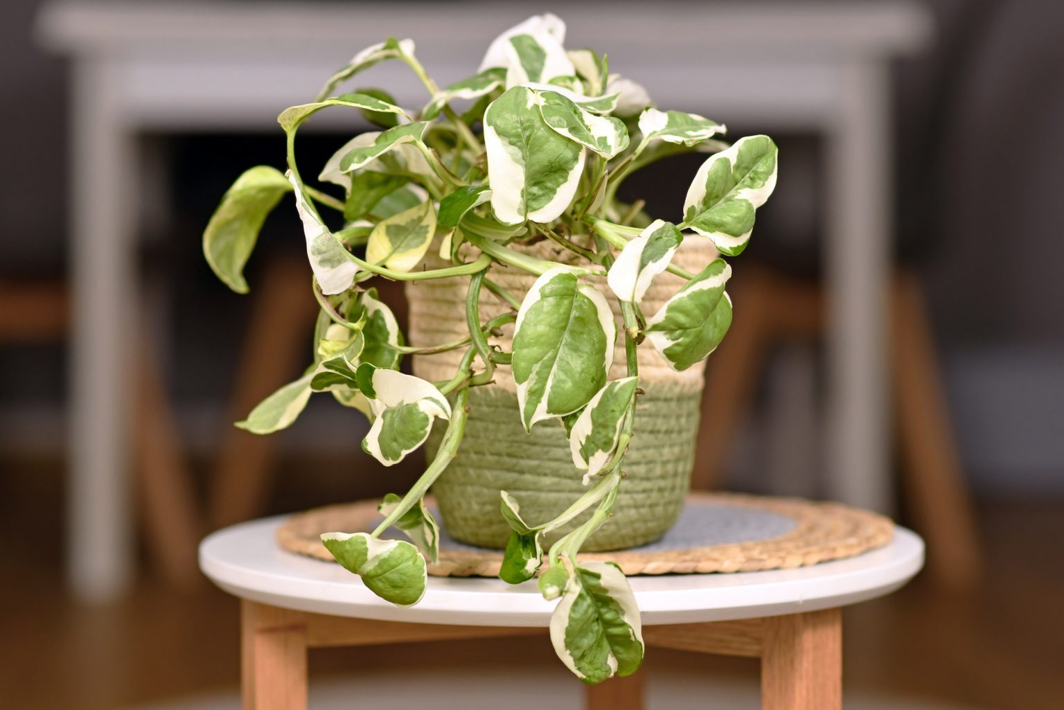 Variegated Pothos Care: All Your Questions Answered - Potted Pixie
