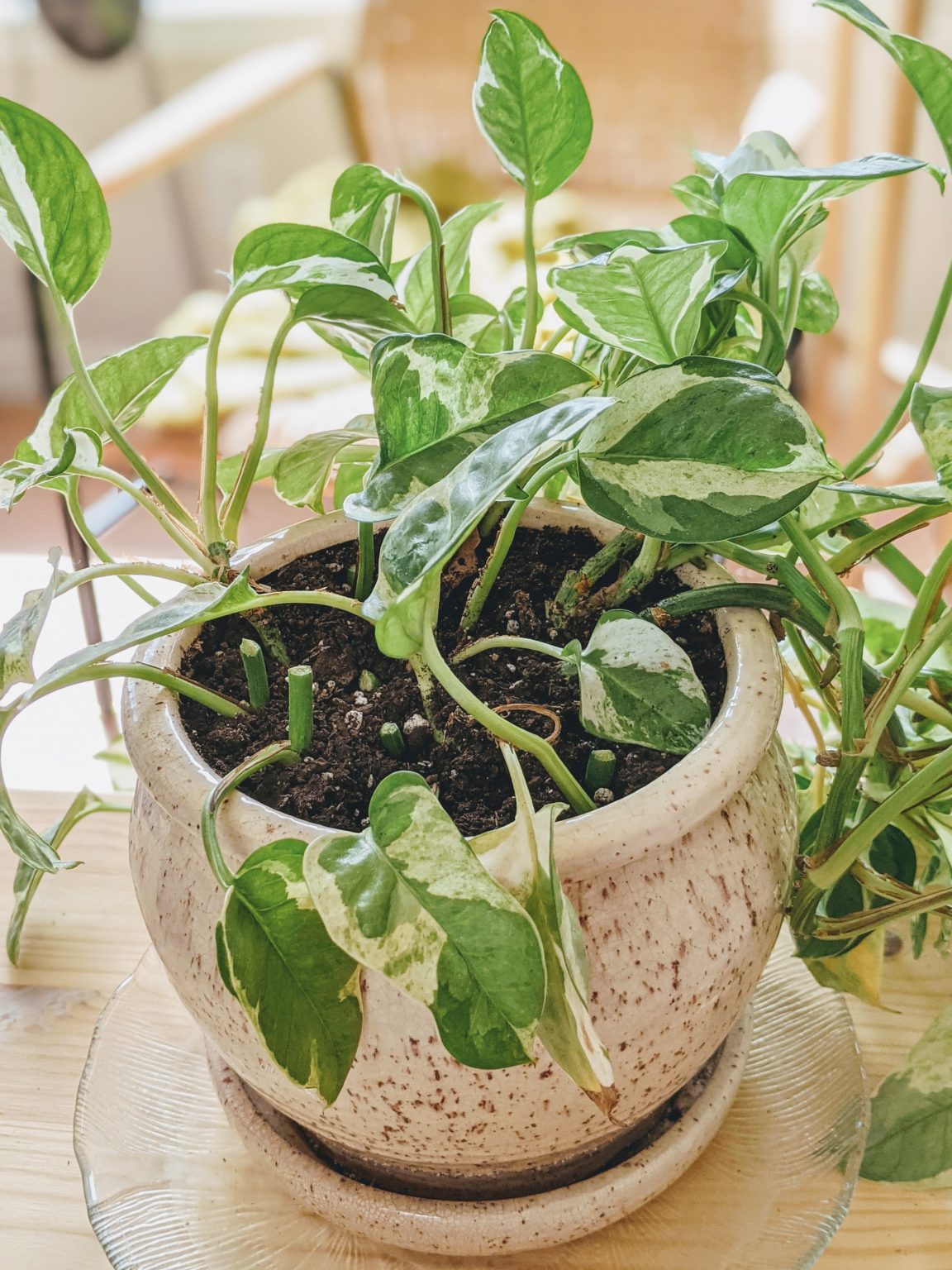 Propagating Pothos: Step by Step Guide (with photos) & Troubleshooting
