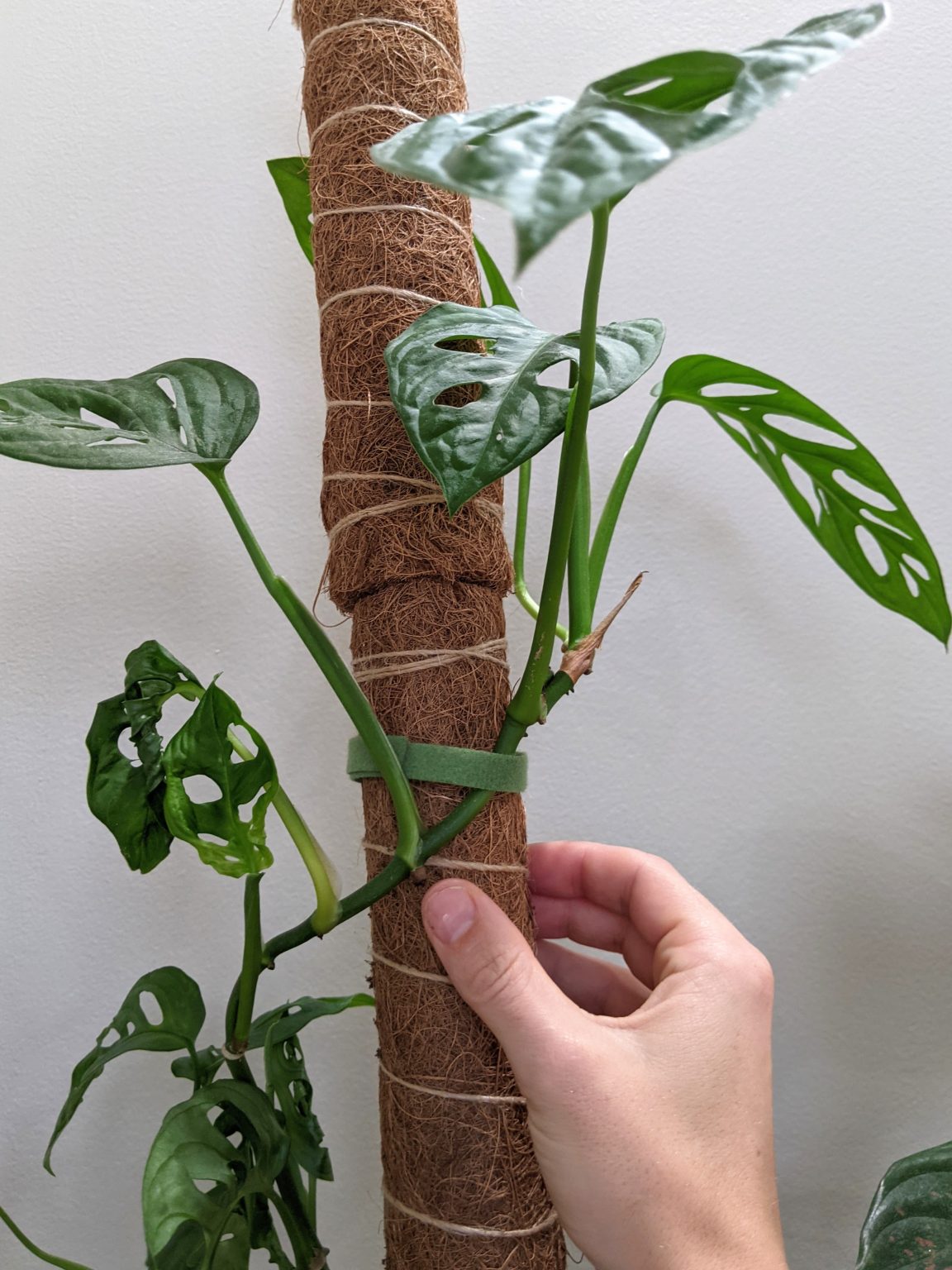 How to Propagate Monstera Adansonii: 3 Ways & Tips for Each Method