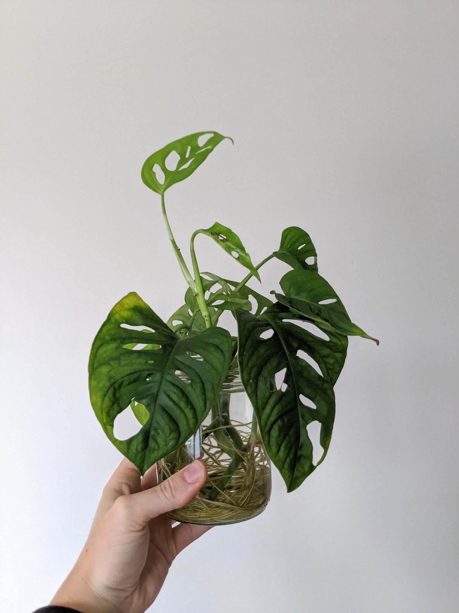 How to Propagate Monstera Adansonii: 3 Ways & Tips for Each Method
