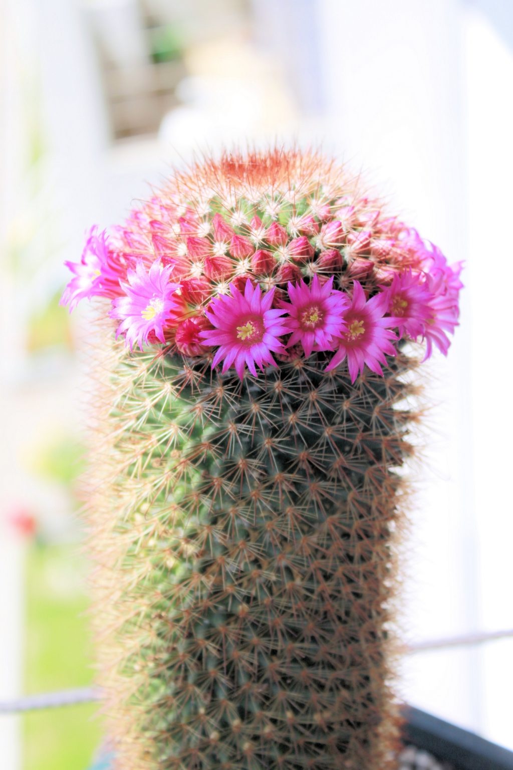 53 Cute Names for a Cactus Based on Pop Culture Characters