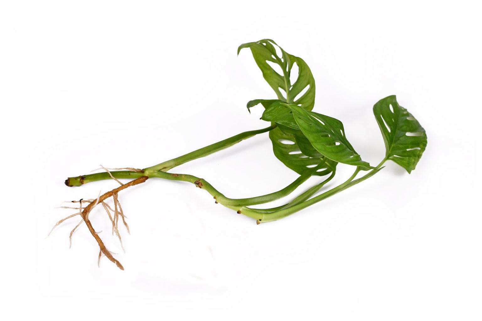 How to Propagate Monstera Adansonii: 3 Ways & Tips for Each Method