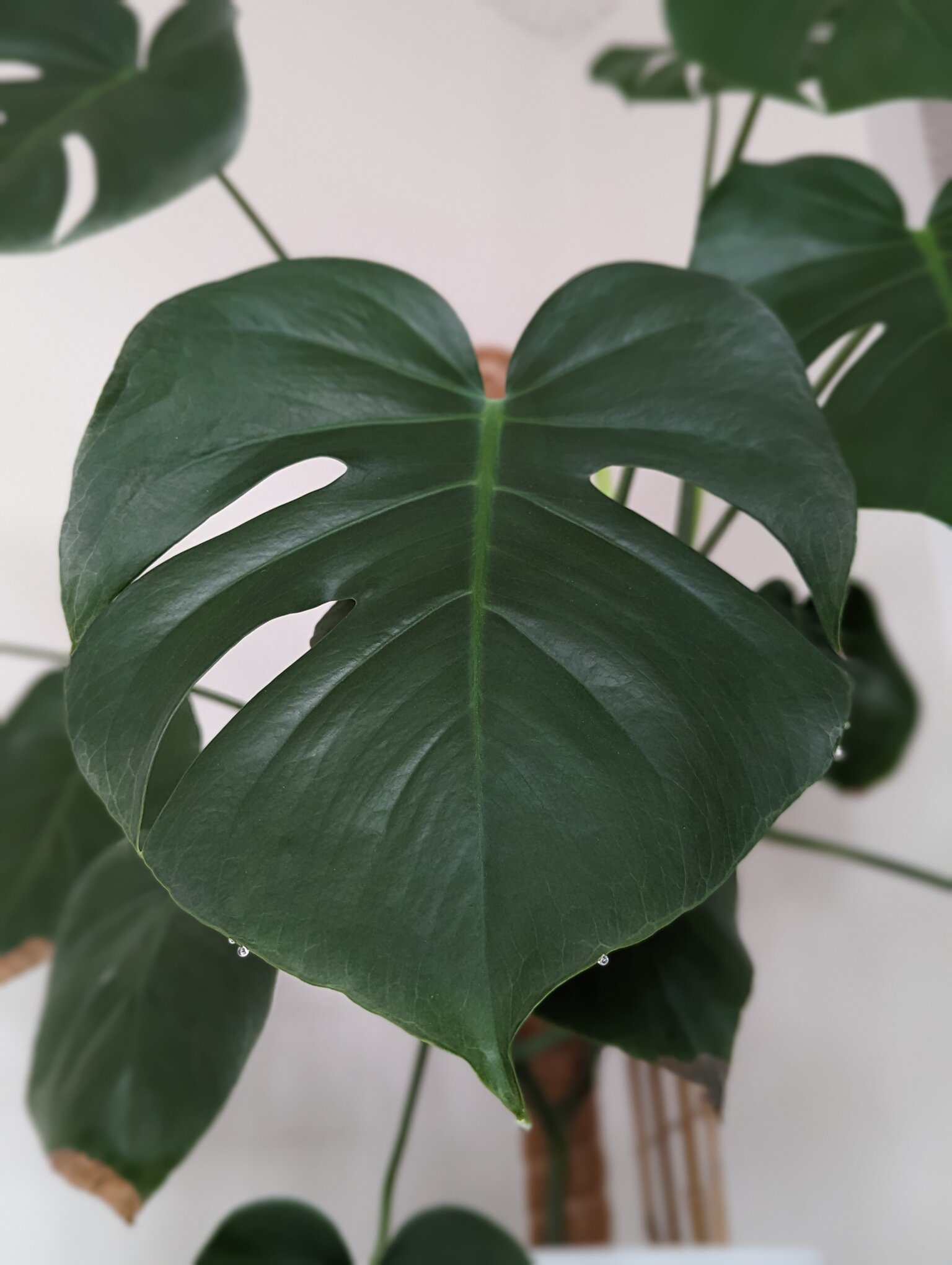 Why Your Monstera is Dripping Water (Guttation Explained) - Potted Pixie